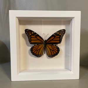 Real Framed Butterfly Monarch Butterfly Display 6x6 - Etsy
