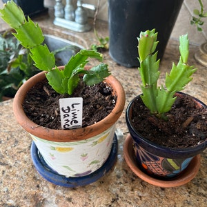 Christmas Cactus 1 Rooted Plant limelight Dancer Thanksgiving ...