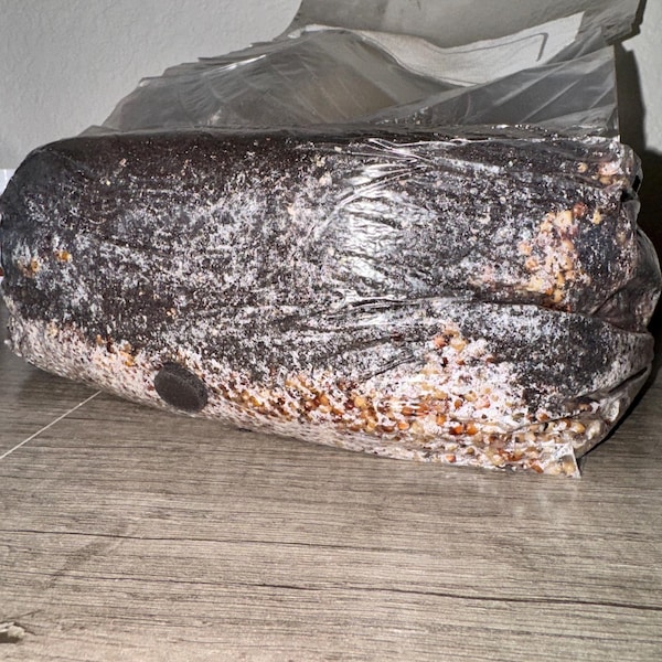 3 Pack | 5lb Milo Sorghum Grain Spawn| Sterilized Grain for Mushrooms ...