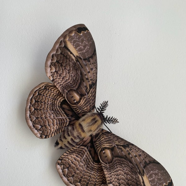 16x10 Inch Picasso Moth "baorisa Hieroglyphica" : Faux Entomology ...
