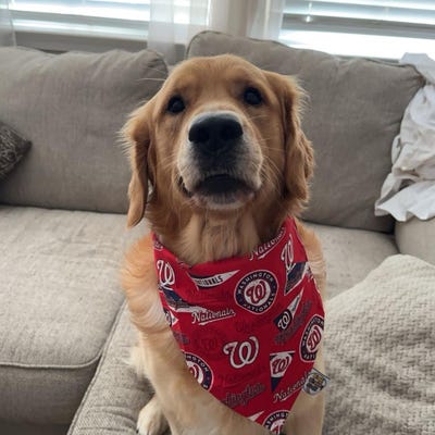 Cincinnati Reds Bandana / Cincinnati Reds / Dog Cat Bandana / Pet ...