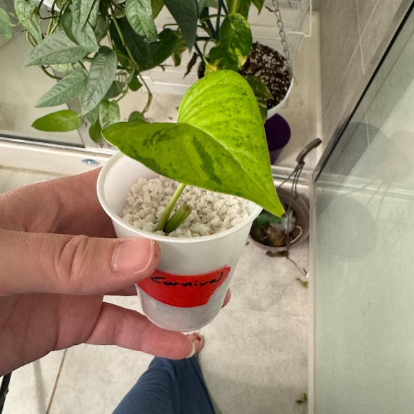 Carnival Pothos Teruno Series Epipremnum Aureum Carnival Terunoworld ...