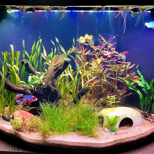 BUY 2 GET 1 FREE Corkscrew Val! (vallisneria Contortionist)-easy Live ...