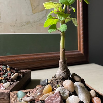 Bonsai Mint plectranthus Ernstii Caudex - Etsy