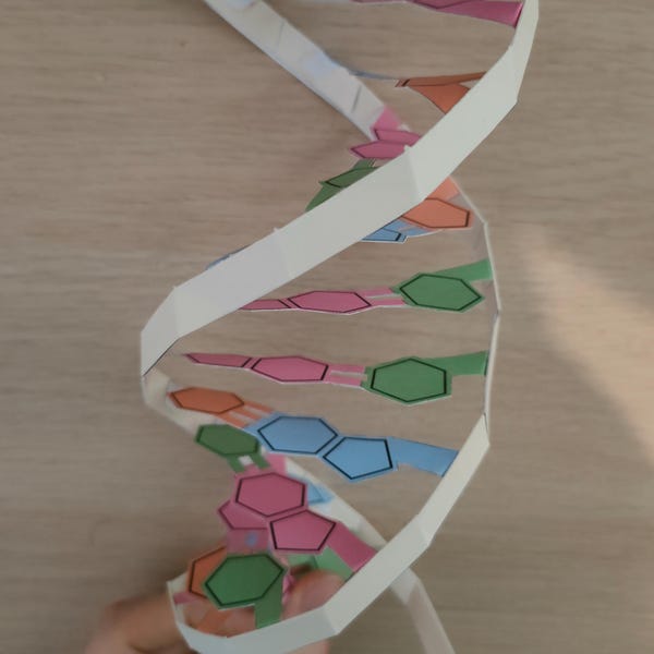 DIY DNA Double Helix Model: Unleash Your Inner Scientist With This ...