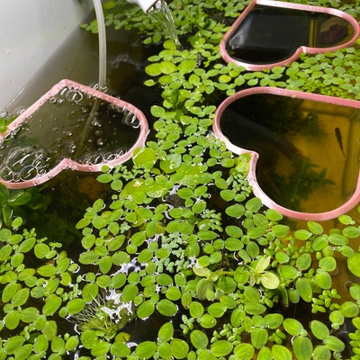 Floating Fish Feeder Circle, Food Separator, Portal, Corrall, Plant ...