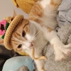 Pink Flower Summer Hat Cat Hats Cat Costumes Cat Accessories Cat ...