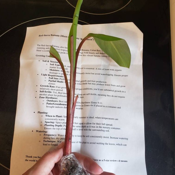 Holy Basil (rama Basil) - Etsy