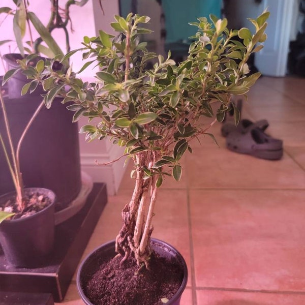 Ficus Retusa Bonsai in Training - Etsy