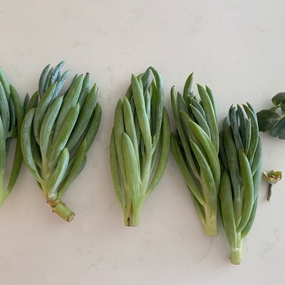 Extra Large Blue Chalk Sticks Cuttings, Curio Repens, Chalk Fingers ...
