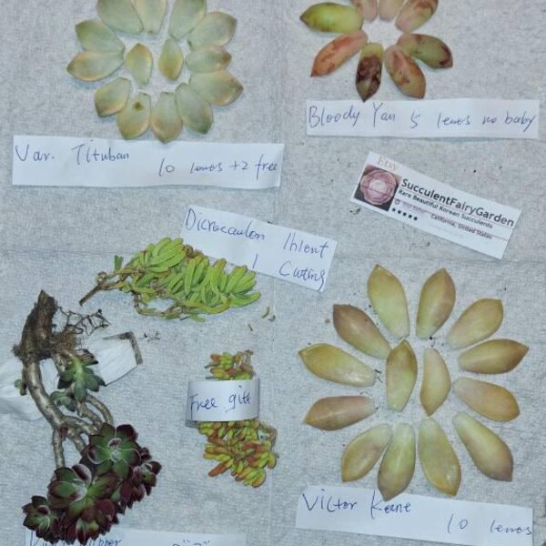 Beautiful Succulent: Dicrocaulon Ramulosum (l.bolus) Ihlenf Purple ...