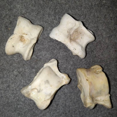 11 Deer Knuckle Toe Bones - Etsy