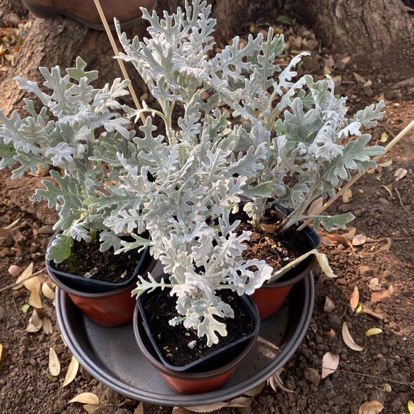 Silver Falls - Dichondra Plant. Ships in 4" Pot. We Do Not Ship to Ca ...