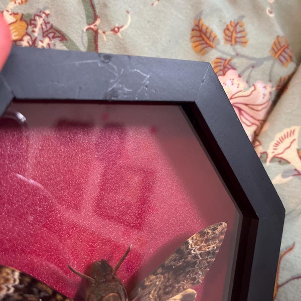 Real Framed Giant Actias Luna Moth 3D Floating Shadow Box Insect Oddities Home Gothic Wall ...