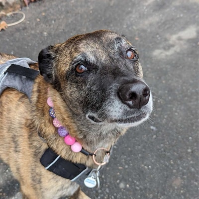 Peach Lilac Julep Beaded Dog Collar Personalized, Spring Pastel Glam ...