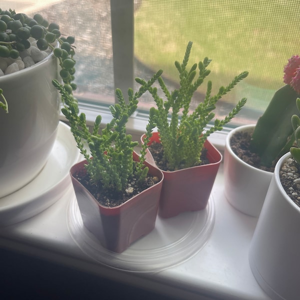 Giant Watch Chain, Princess Pine, Live Potted Succulent in 2" Pot - Etsy