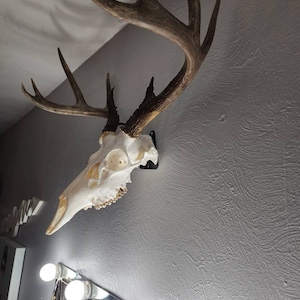 Eurohanger Skull Hanger Mount Bracket Deer Antelope Bear - Etsy
