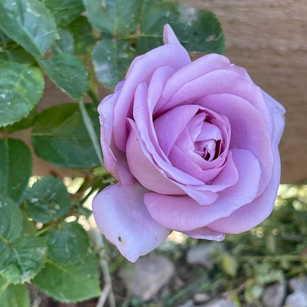 Rare Rosa【fancy Ruffle|ファンシー ラッフル 】-1gal+ Wave Bloom| Ownroot ...