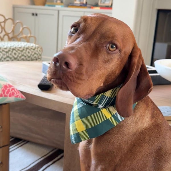 Scrunchie Dog Bandana "sun on the Waves" | Dog Mom Gift | Slip on Dog ...