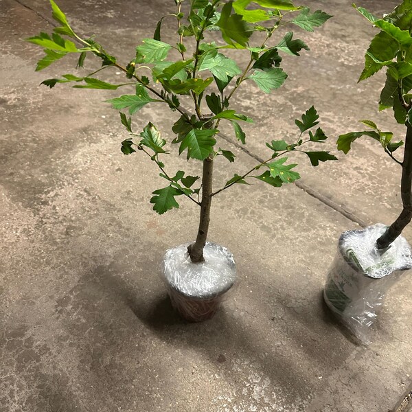 Spring Valley Baxi， Orange Needle Japanese Spider Chrysanthemum 1.5 ...