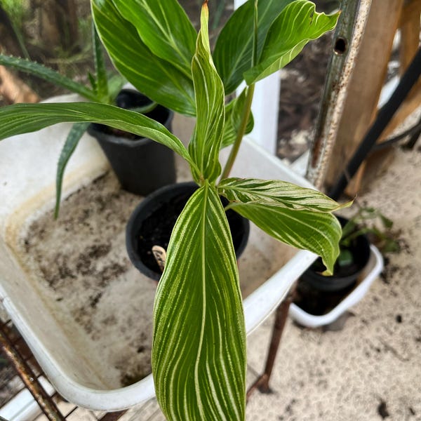 Alstroemeria Psittacina Aka Parrot Lily - Etsy