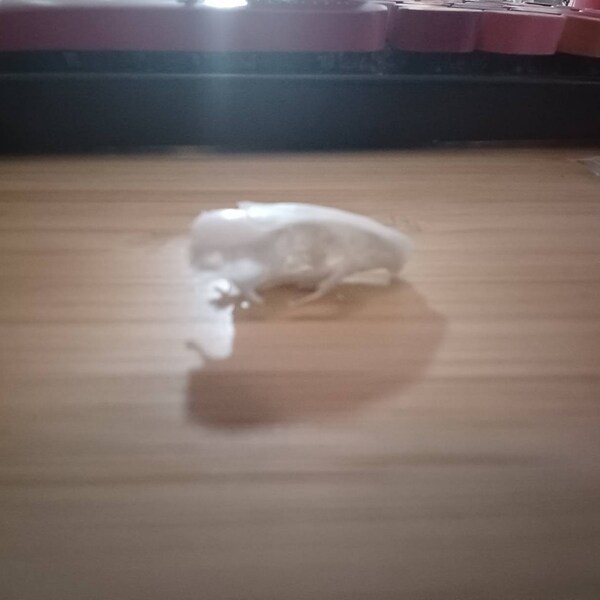 Tiny Skull - Taxidermy Bones Rodent Skulls Cleaned & Whitened Mouse ...