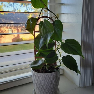 Ladder Arch Indoor Plant Trellis 3 Sizes for 2-6 Pots Mini & Small Wood ...