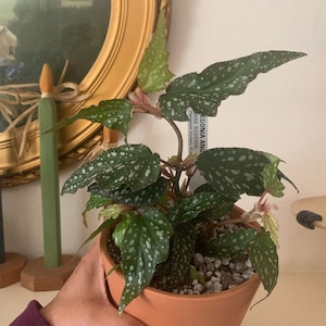 Angelwing Begonia 'Medora' | Etsy