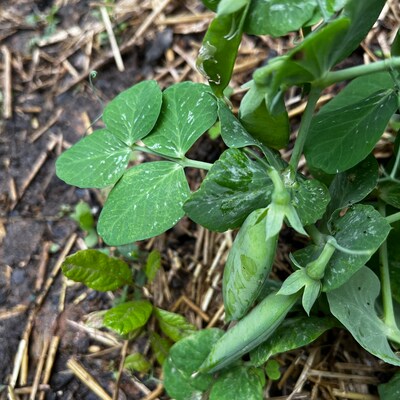 Datil Pepper World's Hottest Chile Fruity Flavor 10 - Etsy