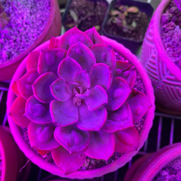 Rare Colorful Echeveria Raindrops Succulent - Etsy