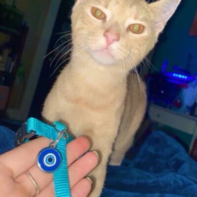 Evil Eye Enamel Stainless Steel Personalized Custom Pet Tag LIFETIME ID ...