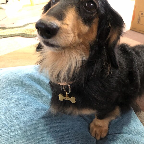 Personalized Shield of Knight Dog Tag ID for Collar With Stamped Front ...