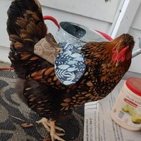 Chicken Diapers/ Hen Diapers/ Birds Diapers/rooster Diaper - Etsy