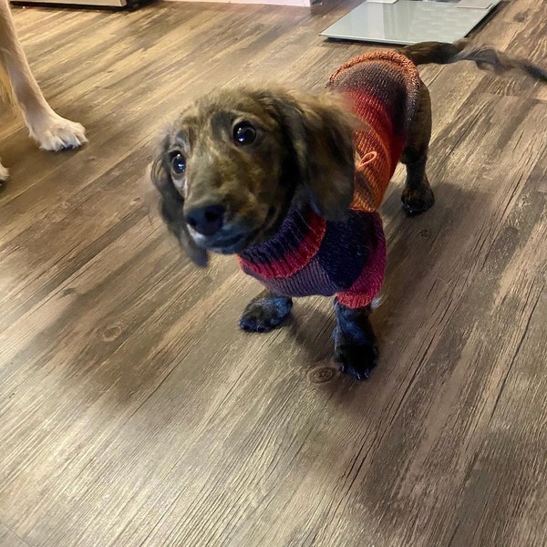 Dachshund Sweater - Dog Clothes - Dog Clothing - Dog Sweater ...
