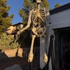 12 Ft Skeleton Pirate Costume!!!! (skelleton Not Included) - Etsy
