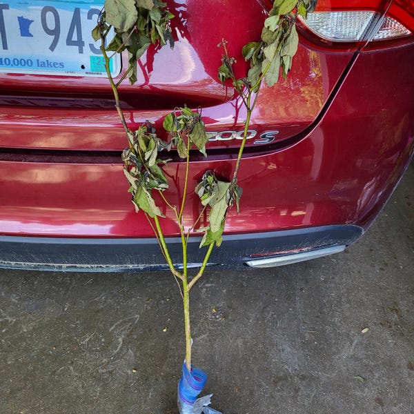 Sycamore Tree Sapling, Sycamore Tree, Sycamore Plant, Live Plant ...