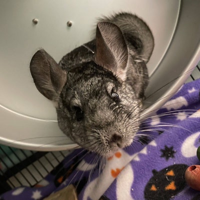 2 in 1 Perch Natural Wood Perch and Swinging Pine Dowel Perch With ...