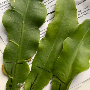 German Empress Epiphyllum 1 Cutting disocactus - Etsy