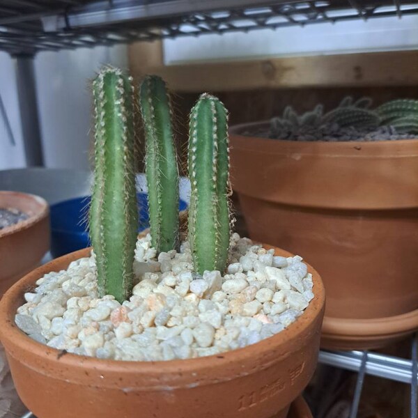 1 Grafted Double "purple Fire" Adenium /desert Rose Plant. 5-7 Inch ...