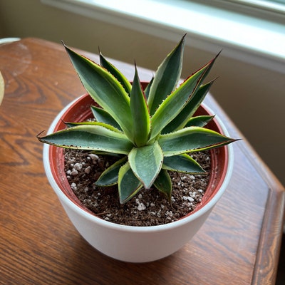 Mammillaria Nejapensis Silver Arrows 6 Inch Live Cactus Plant Succulent ...