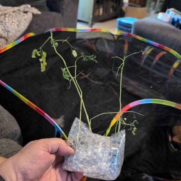 Moringa Oleifera Seeds - Drumstick Seeds - Malunggay Seeds - Miracle ...