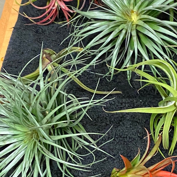 Tillandsia Stricta Iridescent Air Plants - Etsy