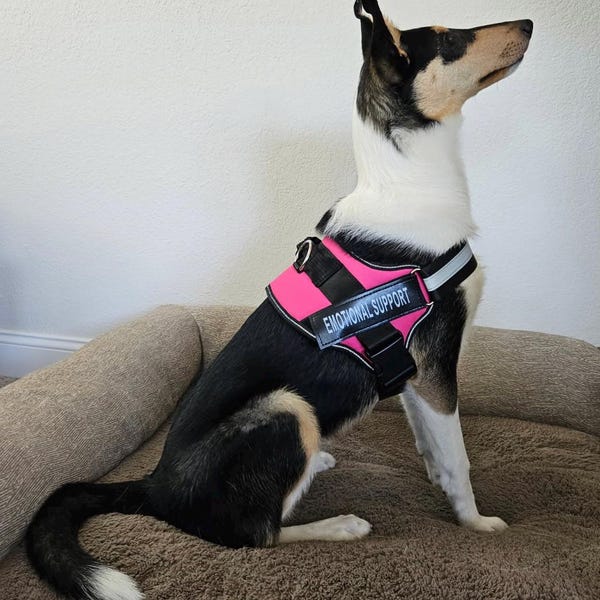 Custom Step-in Dog Harness With Engraved Name - Personalized Reflective ...
