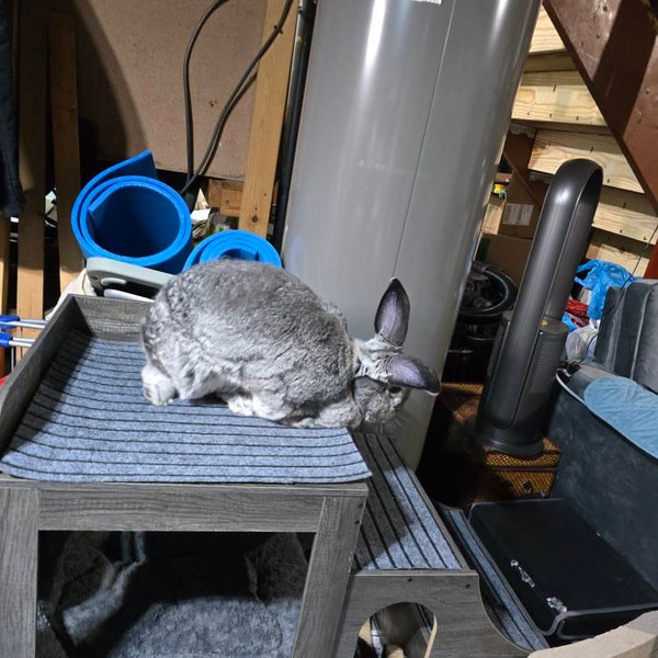 Gourmet Mini Donut Treats for Rabbits | Quality Treats for Rabbits ...