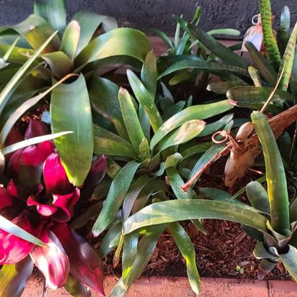 Bromeliad Neoregelia 'magali' - Etsy