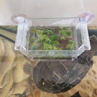 Red Root Floater, Phyllanthus Fluitans, Live Aquarium/floating/pond ...