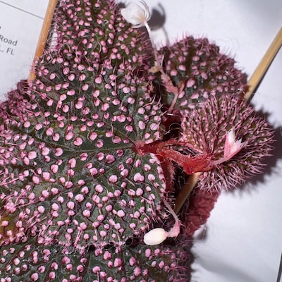 Begonia Baik X Begonia Ocellata Hybrid - Etsy