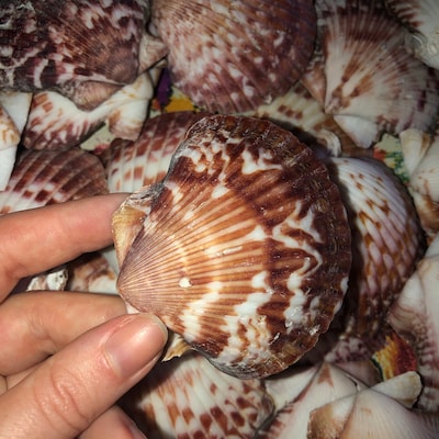 Set of 3 Large Irish Flat Scallops Shells Seashells 4 Crafts Beach ...