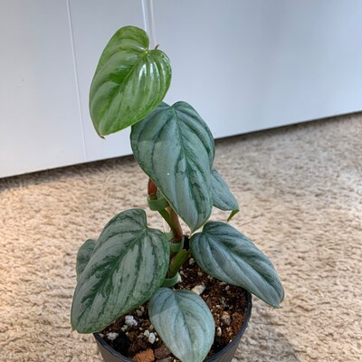 Copper Plated Sycamore Leaf With a Forced Salt Patina. Copper ...