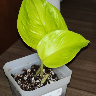 Cebu Blue Ghost Variegated Epipremnum Pinnatum Rooted Starter Plant - Etsy